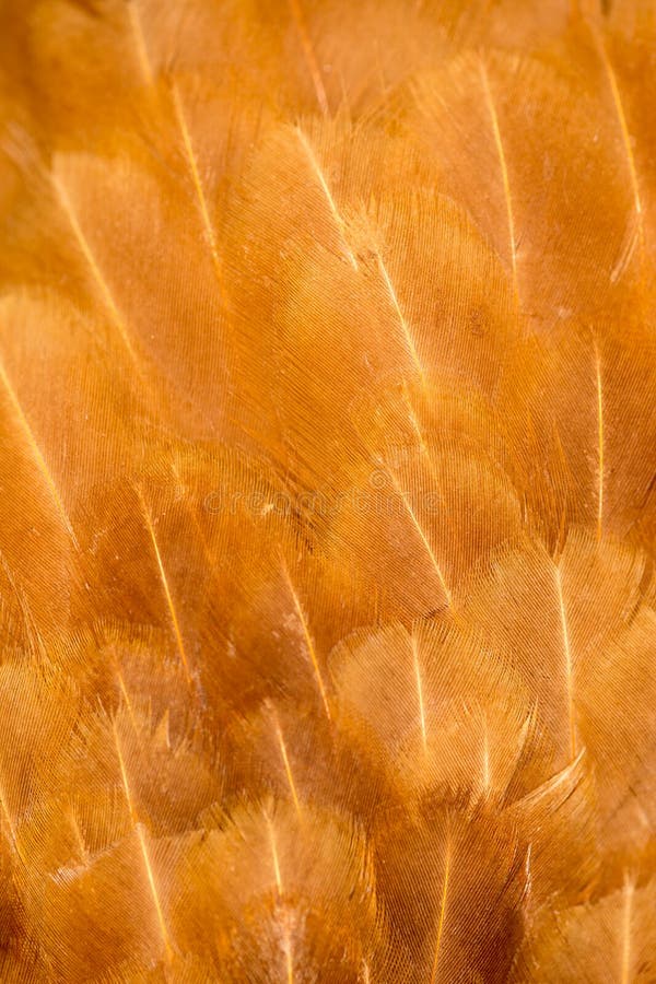 A Close-up of Red Chicken Feathers Stock Photo - Image of fowl, macro ...
