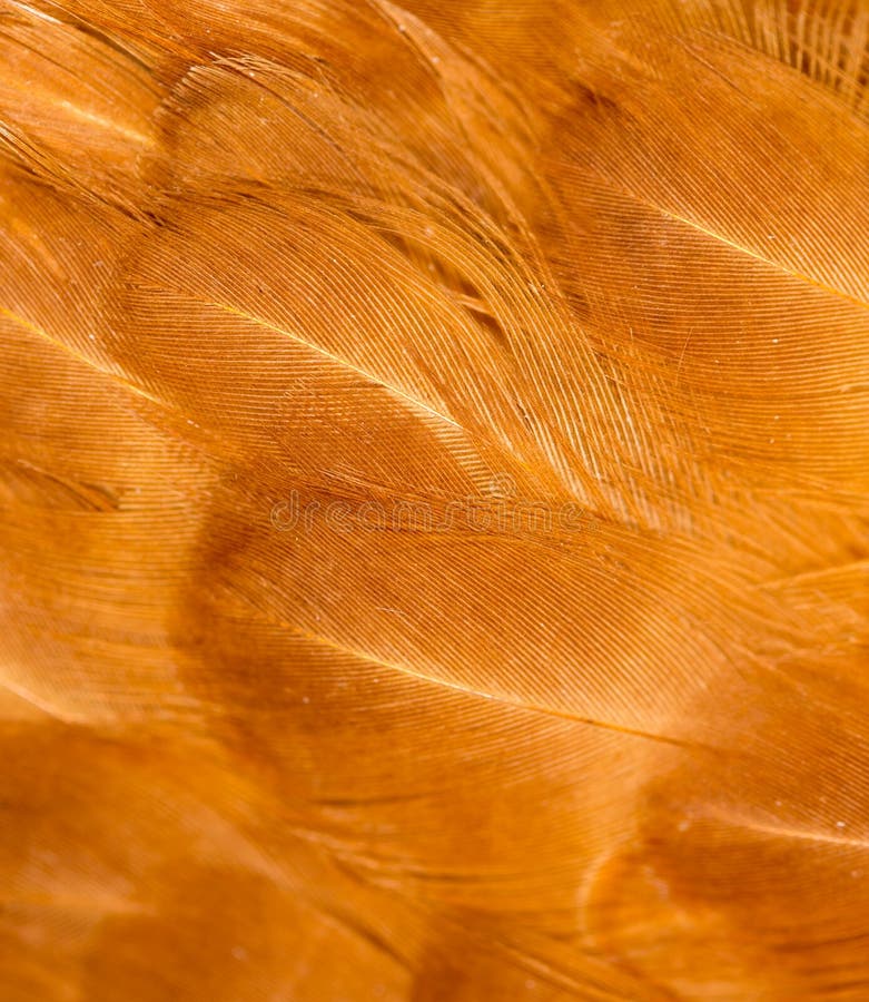 A Close-up of Red Chicken Feathers Stock Photo - Image of texture ...