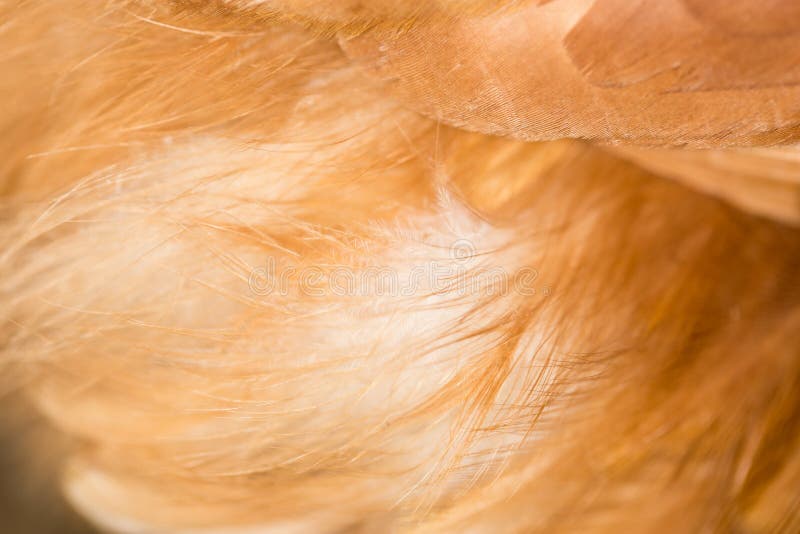 A Close-up of Red Chicken Feathers Stock Image - Image of yellow, fowl ...