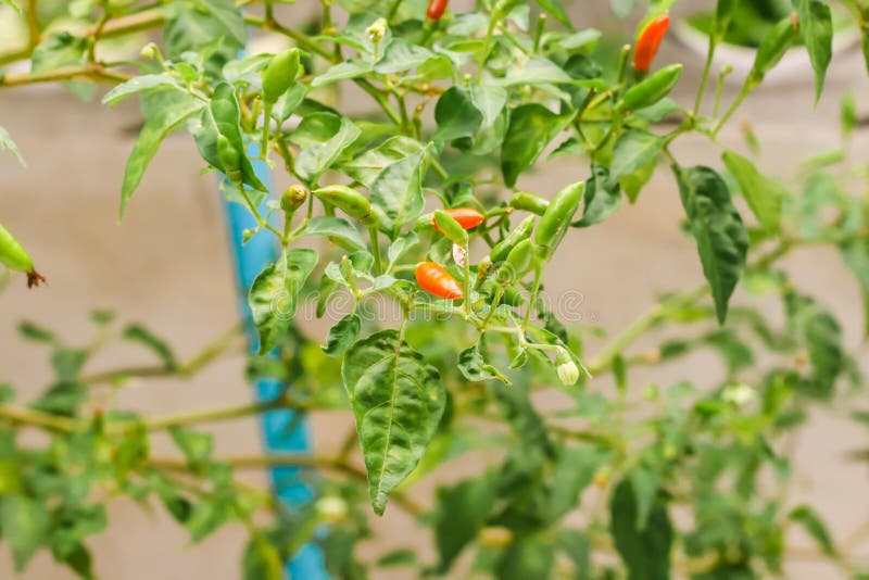 Closeup of Red Chili Peppers on the Tree in Garden Stock Photo - Image ...