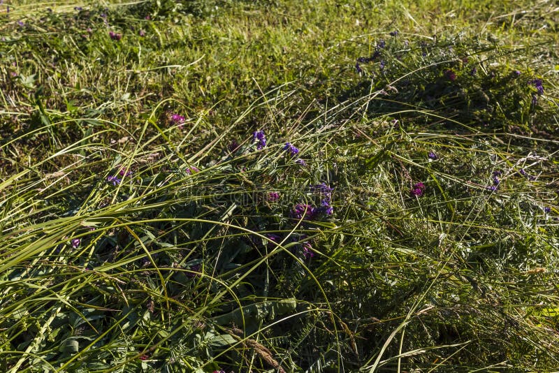 Red Clover Hay Texture Background Stock Photos - Free & Royalty-Free ...