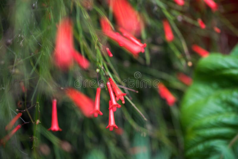 Close Up of a Red Cluster of Flower with Selective Focus Stock Image ...