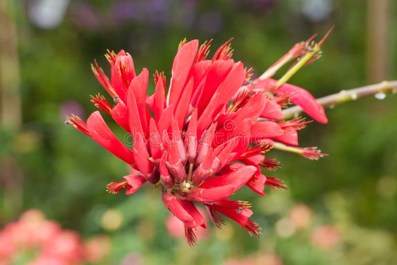 Close Up of Red Cockspur Coral Tree Flower Stock Image - Image of ...