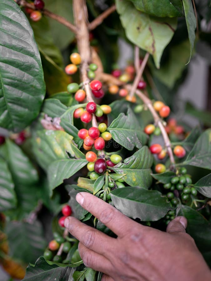 Close Up of Red Coffe Beans Growing Stock Photo - Image of production ...