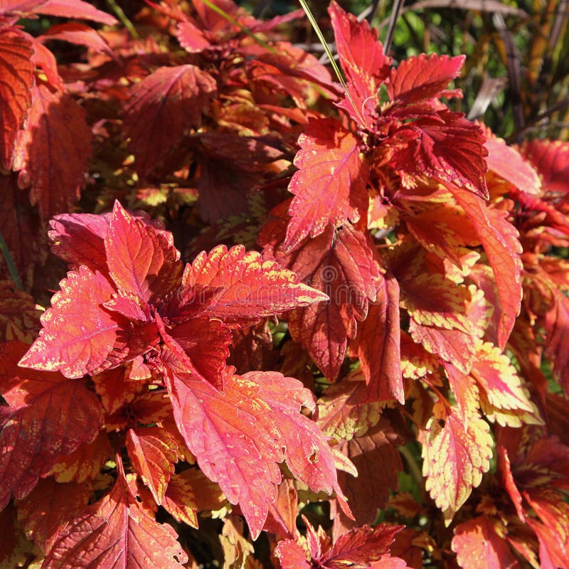 Close-up of Red Coleus Foliage Stock Photo - Image of herbacacopy ...