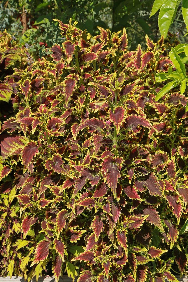 Close-up of Red Coleus Foliage Stock Image - Image of summer, vegetable ...