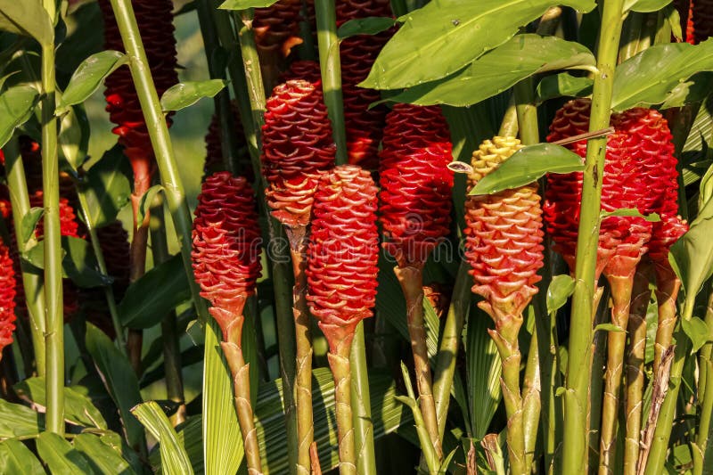 Close-up of Red Cone Shaped Ginger Plants in Sunshine, Colombia Stock ...