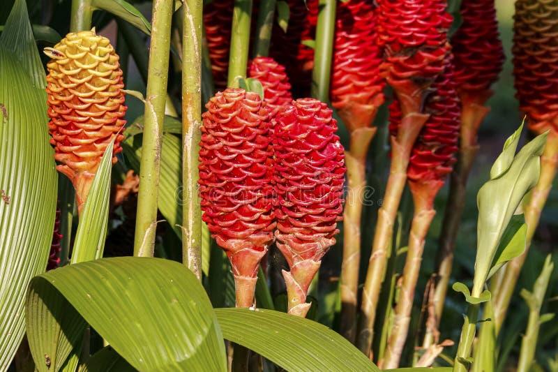 Close-up of Red Cone Shaped Ginger Plants in Sunshine, Colombia Stock ...