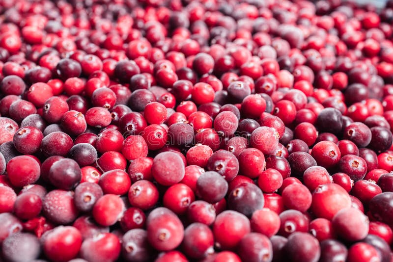Close Up of Red Cranberries As Background Stock Photo - Image of ...
