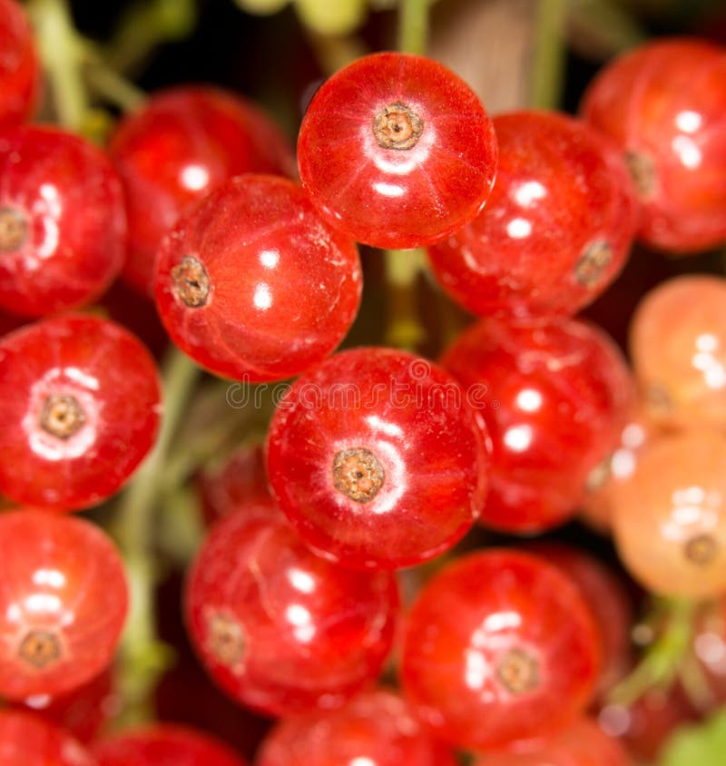 Close-up of a Red Currant in the Fruit Garden Stock Image - Image of ...