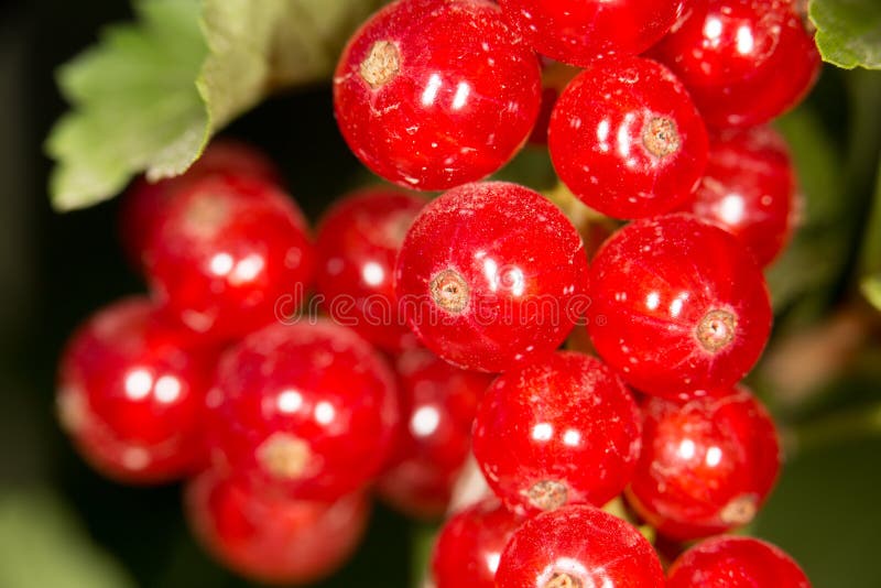 Close-up of a Red Currant in the Fruit Garden Stock Photo - Image of ...
