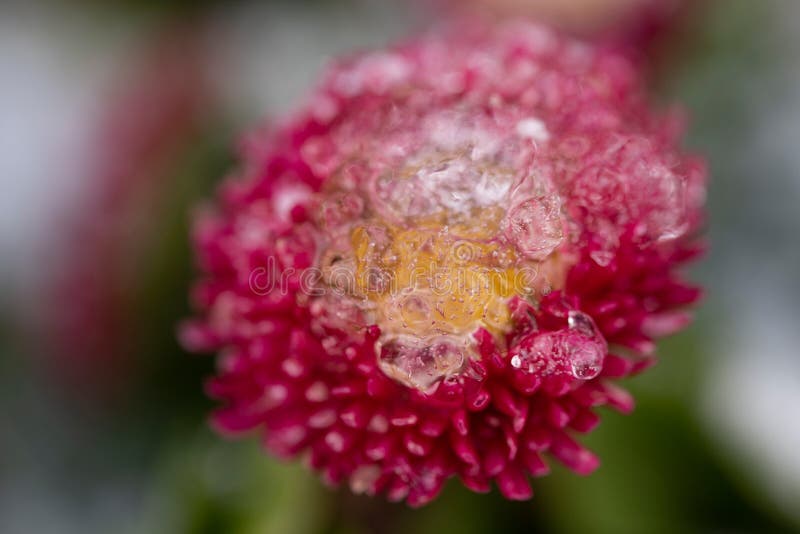 Close Up of a Red Daisy Covered with Ice in Springtime Stock Photo ...