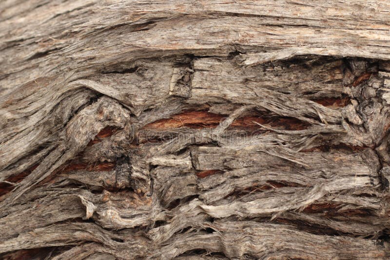 Close Up of the Red and Dark Colors and Textures of Native Australian ...