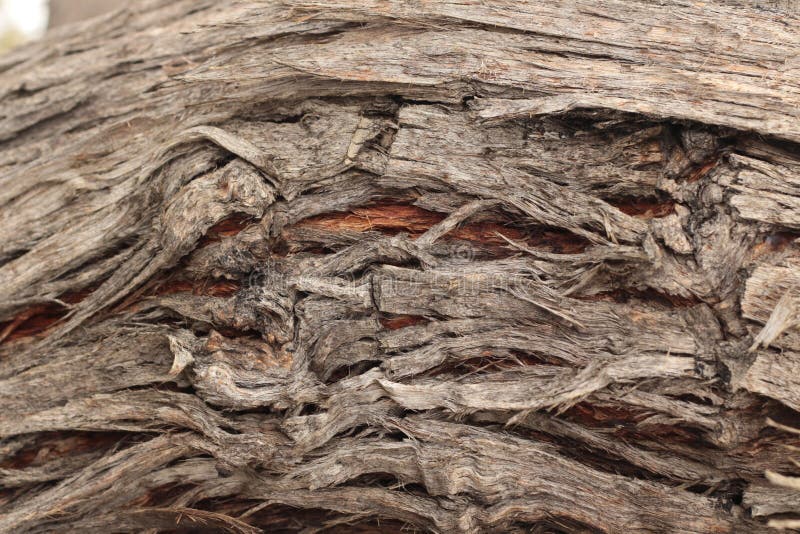 Close Up of the Red and Dark Colors and Textures of Native Australian ...