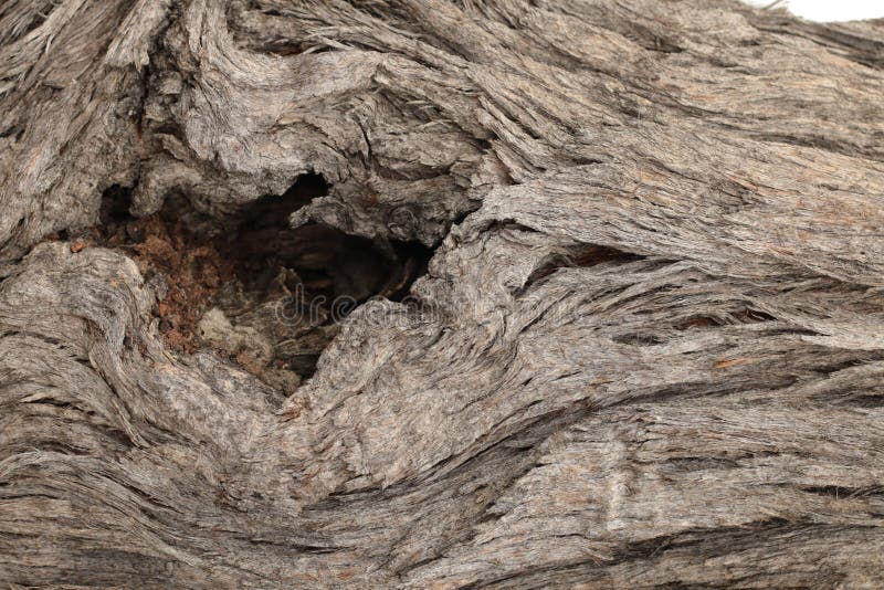 Close Up of the Red and Dark Colors and Textures of Native Australian ...