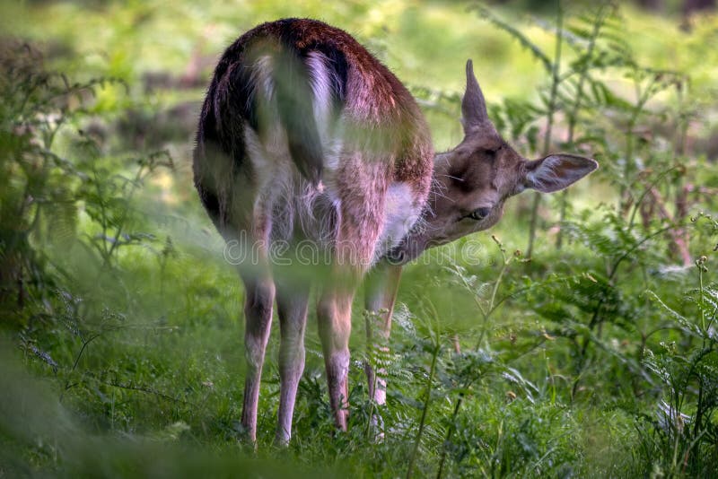 A Close Up of a Red Deer As it Looks Back Stock Image - Image of animal ...