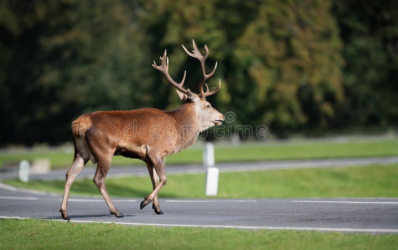 Close Up of a Red Deer Crossing a Road Stock Photo - Image of elaphus ...