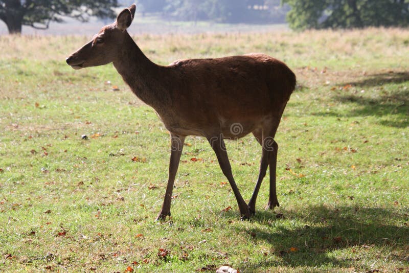 A Close Up of a Red Deer Doe Stock Photo - Image of wild, park: 230778304