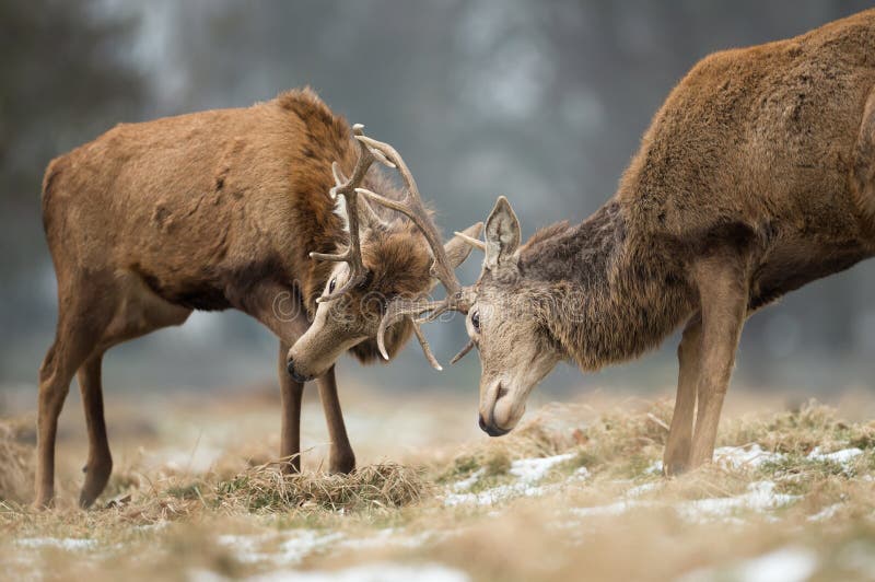 Red Deer Stags Fighting In Winter Stock Image - Image of mist, mating ...