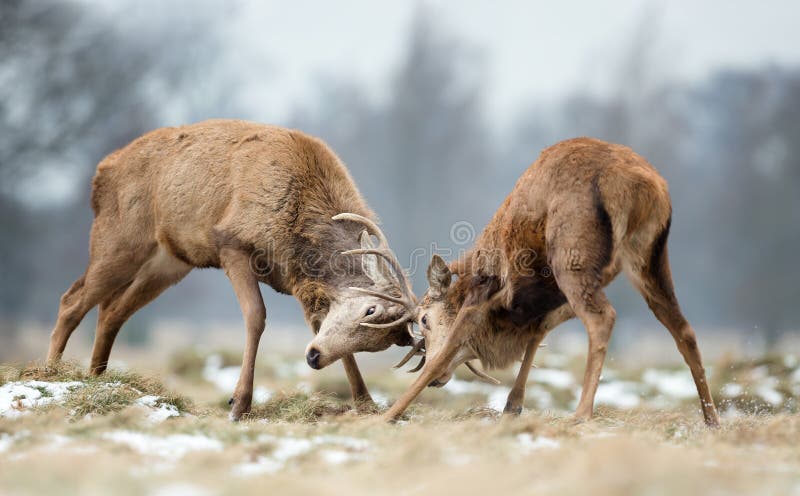 Close Up of Red Deer Fighting Stock Photo - Image of brown, fight ...