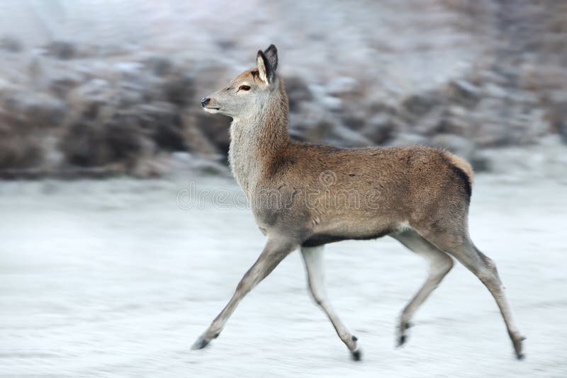 Close Up of a Red Deer Hind Running in Winter Stock Image - Image of ...