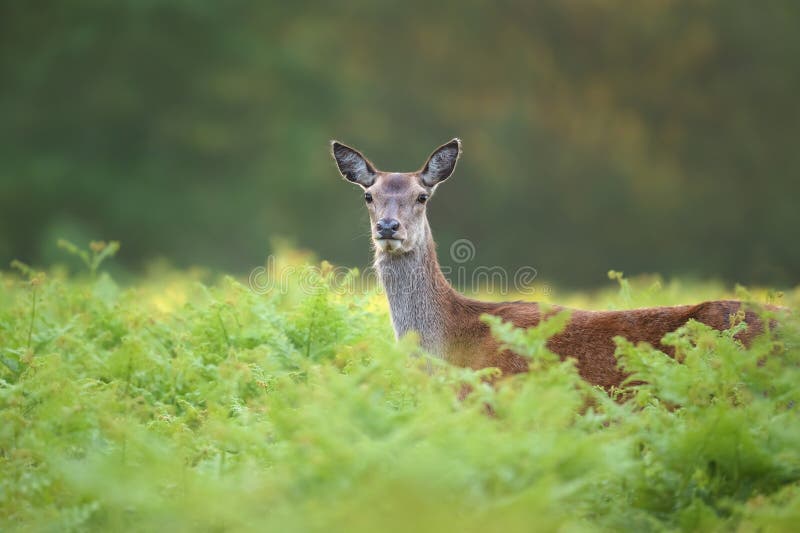 Close Up of a Red Deer Hind in Spring Stock Image - Image of behaviour ...