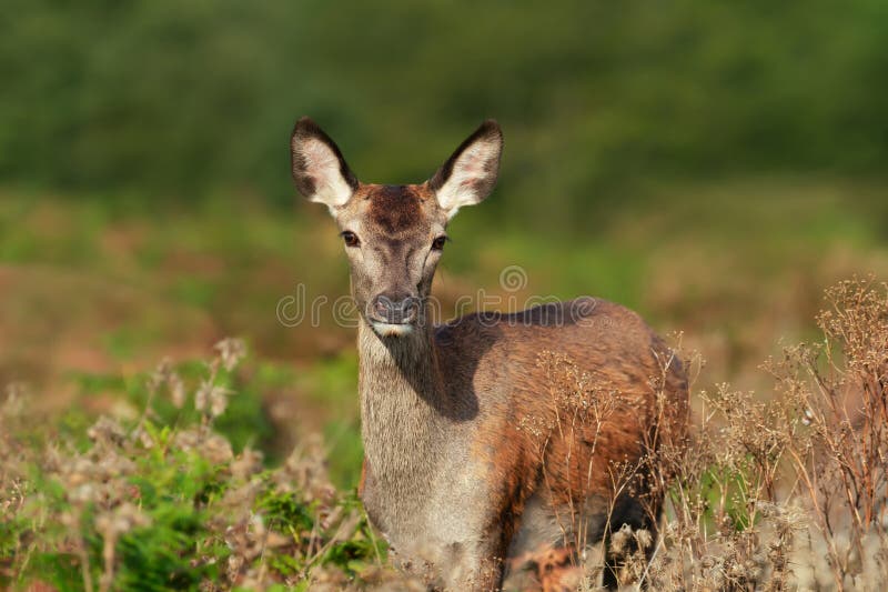 Close Up of a Red Deer Hind Standing in Grass Stock Image - Image of ...