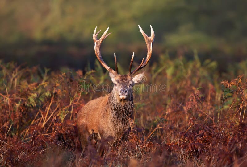Close Up of a Red Deer Stag in Autumn Stock Image - Image of autumn ...