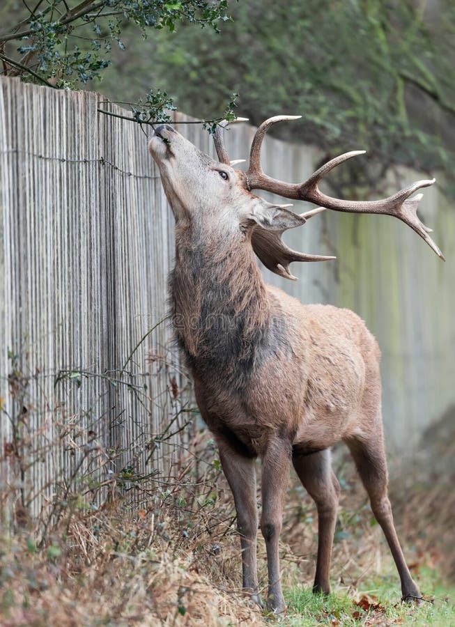 Close Up of a Red Deer Stag Eating Leaves Stock Photo - Image of male ...