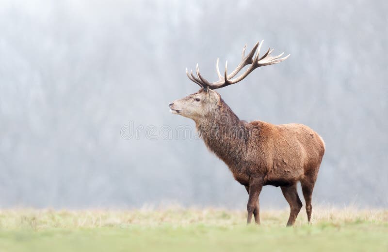 Close Up of a Red Deer Stag in the Falling Snow Stock Image - Image of ...