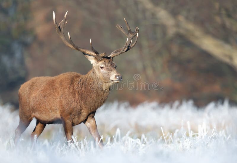 Close Up of a Red Deer Stag in Winter Stock Image - Image of male ...