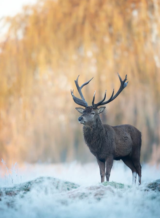 Close Up of a Red Deer Stag in Winter Stock Image - Image of winter ...