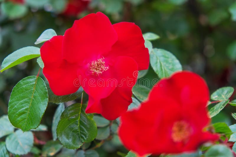 Close-up of a red dog-rose stock photo. Image of garden - 92992302
