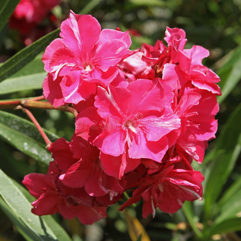 Close-up of Red Double Oleander Flowers Stock Photo - Image of shrub ...