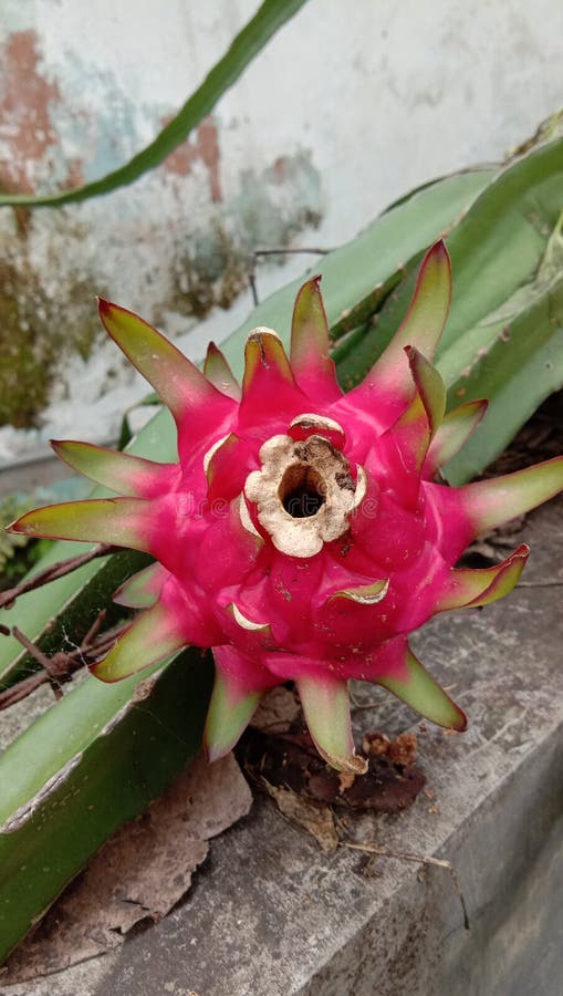 Dragon Fruit, Pitaya or Hylocereus Stock Photo - Image of shrub ...