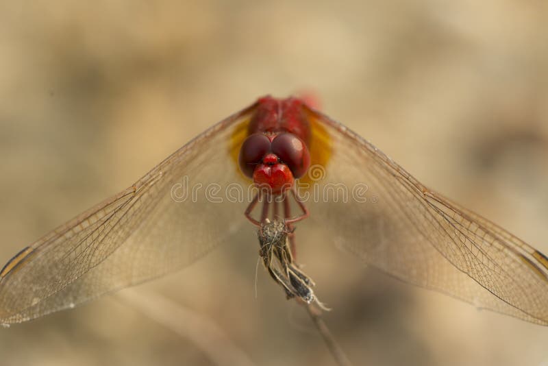 Close-up of Red Dragonfly stock photo. Image of insect - 60459822