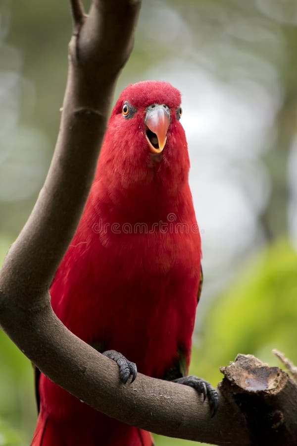 This is a Close Up of a Red Dusky Lory Stock Image - Image of wildlife ...