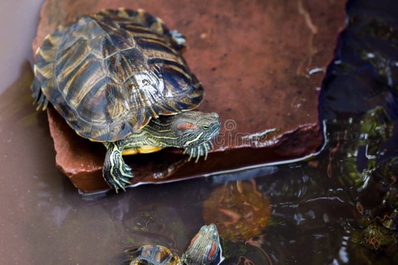 Close Up the Red-eared Slider Turtle is Pet and Stay on the Rock and in ...