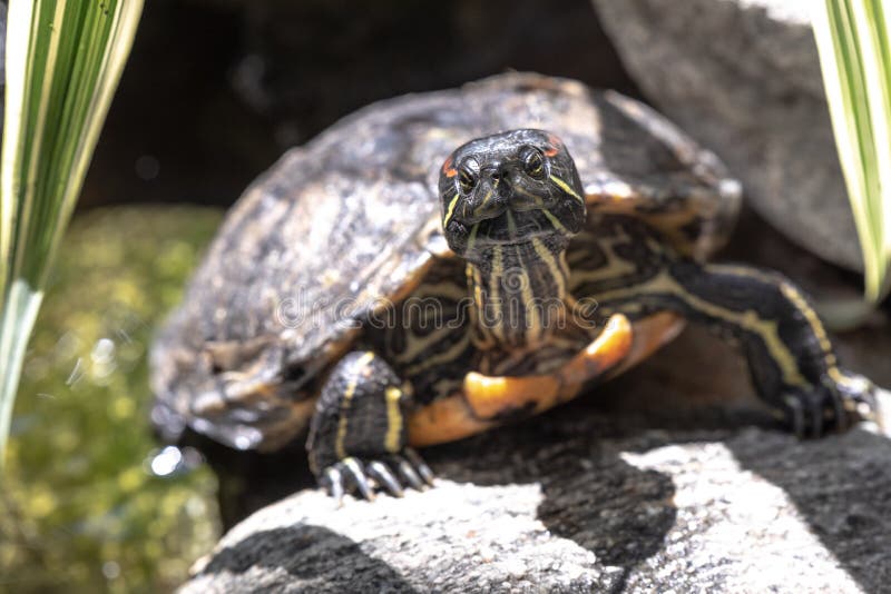 Turtle Warming Up on the Stone Surrounded by Water Stock Image - Image ...