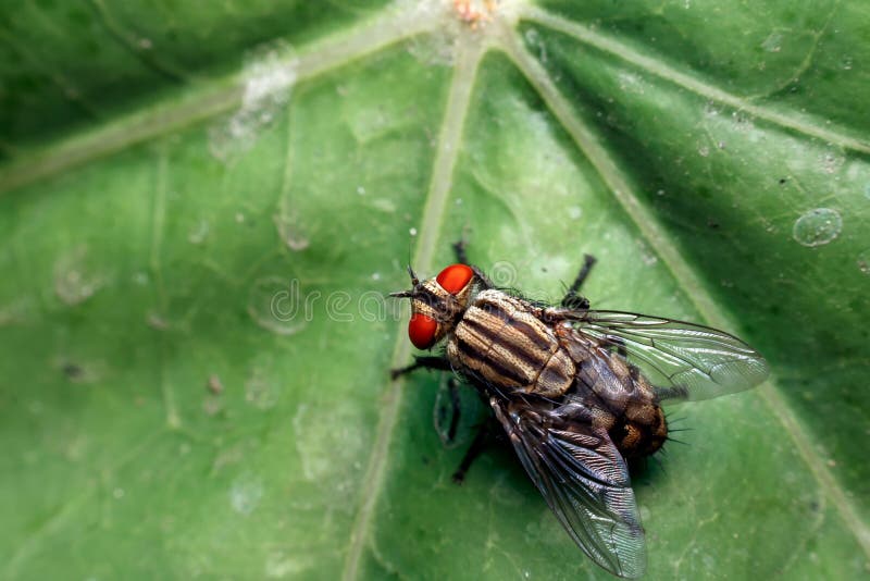 Close-up of a Red Eye Fly Above the Leaf Stock Photo - Image of macro ...