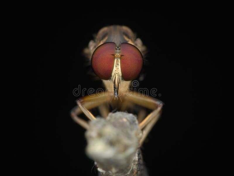 Close Up of Red Eye Robber Fly Stock Image - Image of closeup, hairy ...