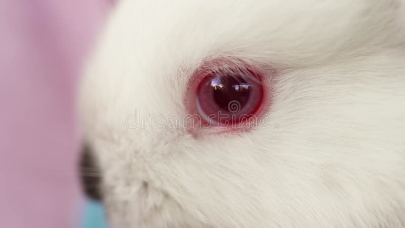 Close-up. the Red Eye of Small White Rabbit Stock Footage - Video of ...
