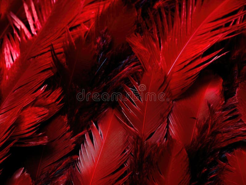 Close Up of Red Feathers on Black Background Stock Illustration ...