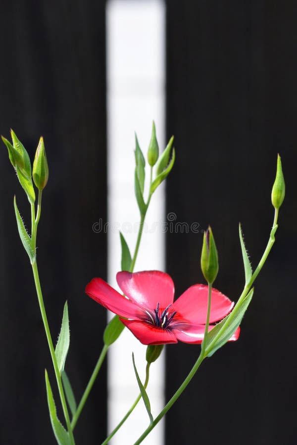 Close Up of Red Flax Flower Stock Photo - Image of annual, shiny: 272715422