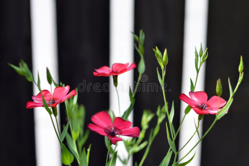 Close Up of Red Flax Flowers Stock Image - Image of flower, scarlet ...
