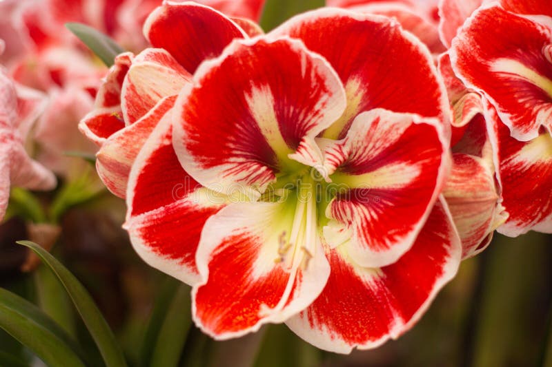 Flower, Amaryllis buds stock photo. Image of flowering - 23348300