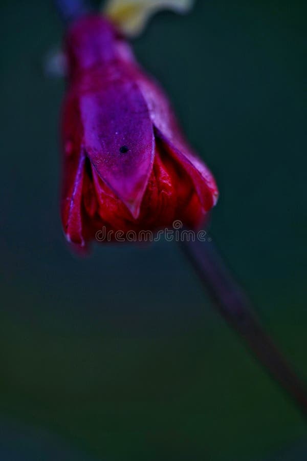 Close Up Red Flower Head Patel Stock Photo - Image of head, close ...