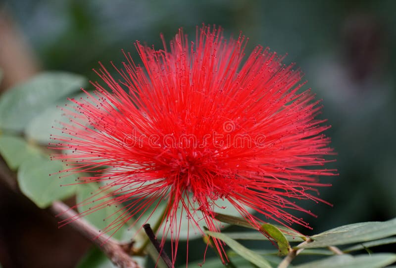 738 Powder Puff Tree Stock Photos - Free & Royalty-Free Stock Photos ...