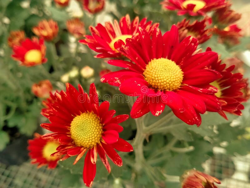 Close-up of Red Flowering Chrysanthemum Plants Stock Image - Image of ...
