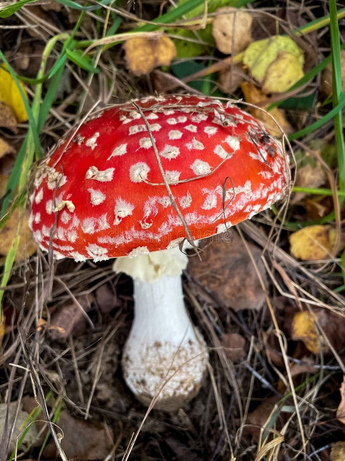 Close-Up of Red Fly Agaric Mushroom on the Ground in the Forrest Stock ...